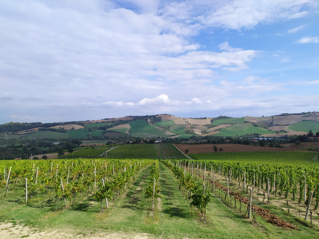 Sangiovese Rubicone IGP 2023, Torre Gaggio – Wine at Home